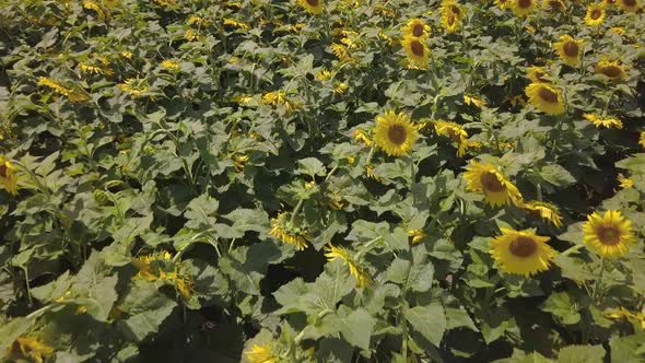 Close aerial shot of sunflowers, tilt up to reveal huge yellow field ...