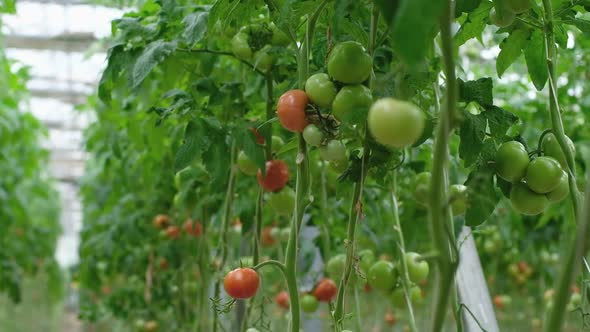 Tomato Production and Transportation, Stock Footage | VideoHive