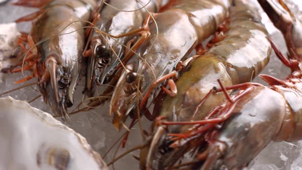 Shrimps and Seashells., Stock Footage | VideoHive