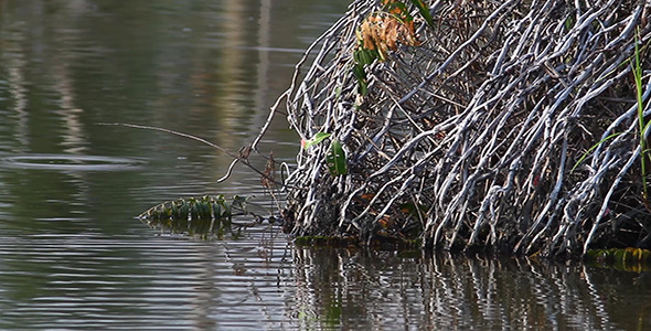 Swamp Surface 1, Stock Footage | VideoHive