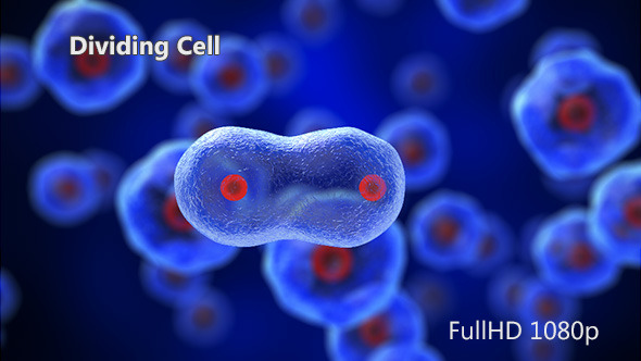 Dividing Cell, Motion Graphics | VideoHive