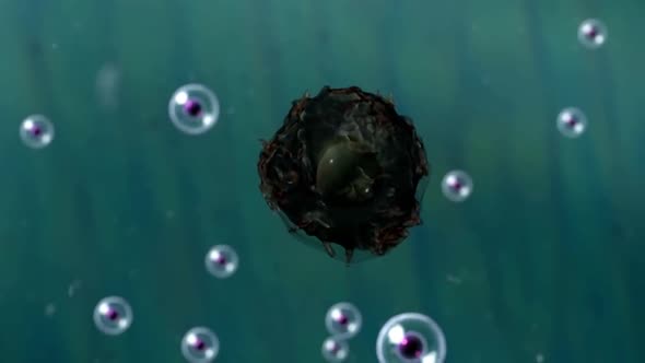 the cell is divided into four concept of mutation and evolution ...