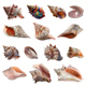 Conch Shell Collection by TurboCG | 3DOcean