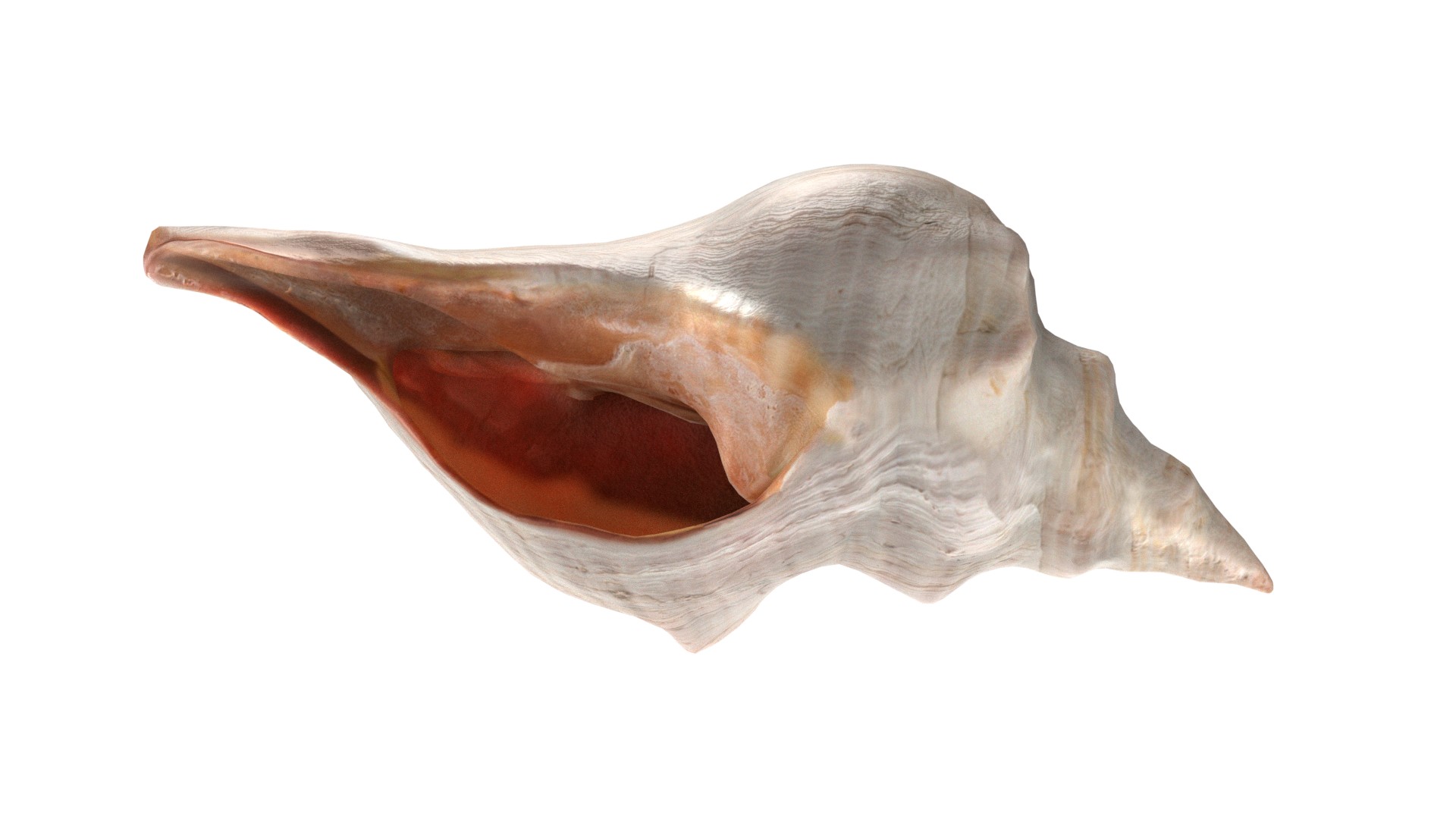 Conch Shell Collection by TurboCG | 3DOcean