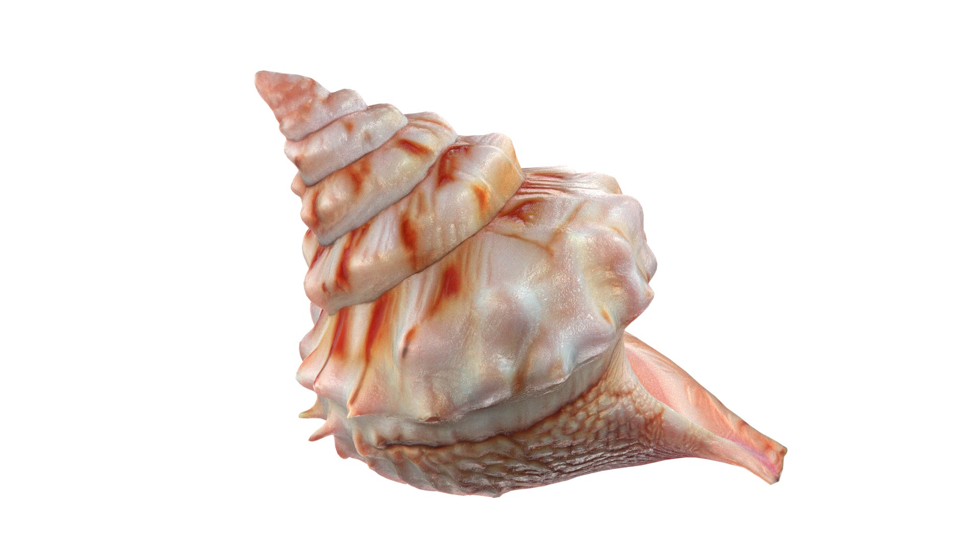Conch Shell Collection by TurboCG | 3DOcean