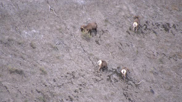 Four bighorn sheep digging and licking dirt on hillside, Stock Footage