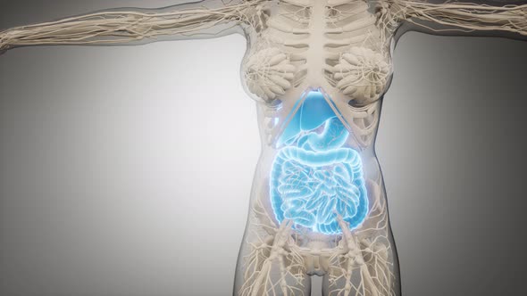 Human Digestive System Parts and Functions, Motion Graphics | VideoHive
