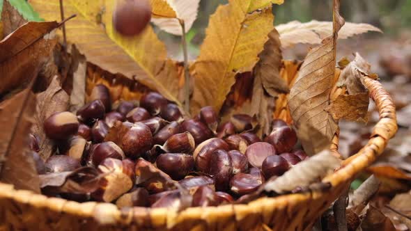 Chestnuts Falling in Wicker Basket, Stock Footage | VideoHive