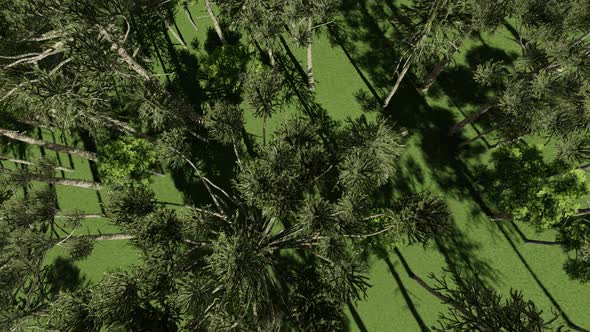 Forest Rotating Camera, Motion Graphics | VideoHive