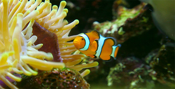 Clown fish, Stock Footage | VideoHive