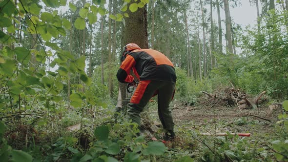 Female Logger in the Forest Young Specialist Woman in Protective Gear ...