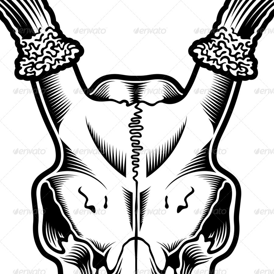 Deer Skull Vector, Vectors | GraphicRiver