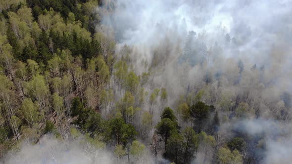Top View of an Invincible Forest Fire, Stock Footage | VideoHive