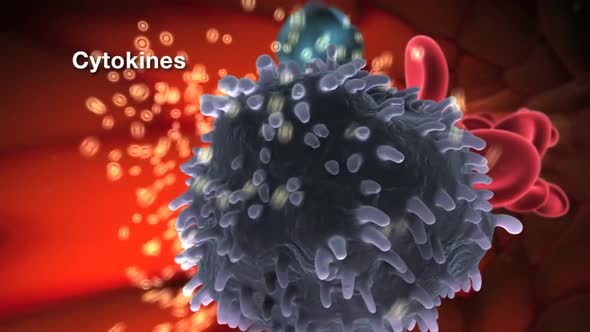 Inflammatory cytokines and antigen presenting cell activation., Motion ...