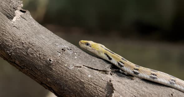 Beautiful Trinket Snake seen slithering up a wooden log flicking its ...