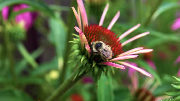 Bumblebee On Blossoming Coneflower During Pollination. close up, Stock ...