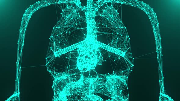 Anatomy Human Body Model with Connection Dots, Motion Graphics | VideoHive