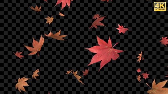 Autumn Leaves Falling Overlays, Motion Graphics | VideoHive