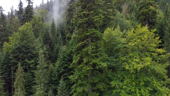 Slatioara Secular Forest Aerial View, Stock Footage | VideoHive