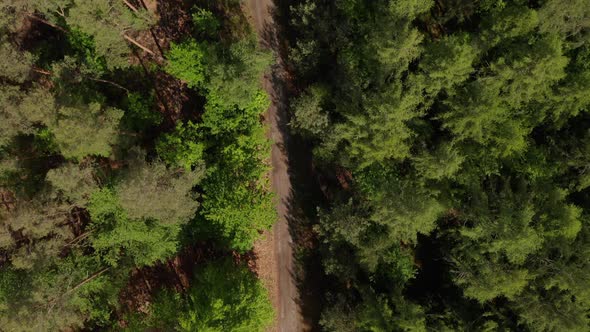 Overhead Drone Top Down View of a Dirt Trail Path in Rich Green Forest ...