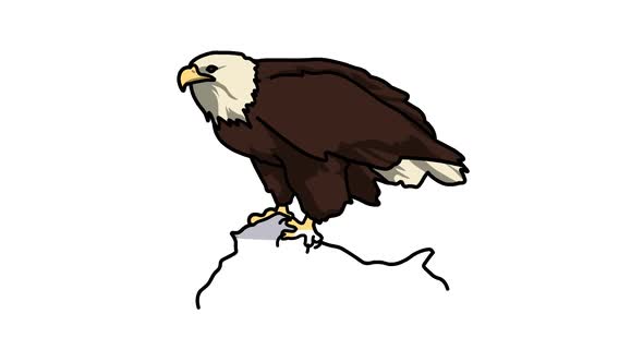 falcon Sketch And 2d Animation, Motion Graphics | VideoHive