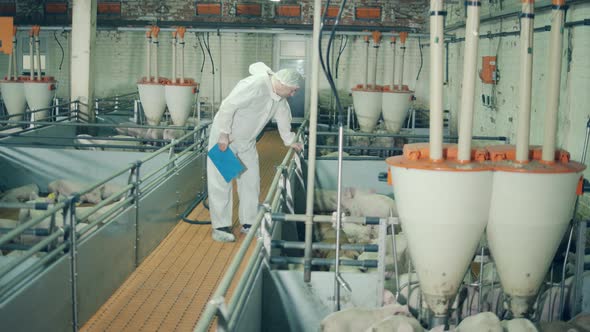 Hog-breeding Farm with a Male Expert Watching Pigs, Stock Footage ...