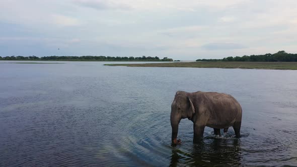 Elephant in the Lake, Stock Footage | VideoHive