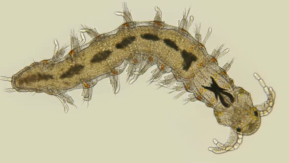 worm Polychaeta under a microscope, family Nerillidae, Stock Footage