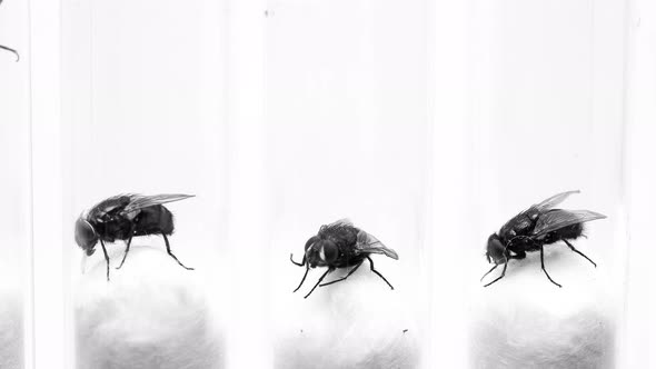 Many Flies in Test Tubes for Study in the Laboratory, Stock Footage