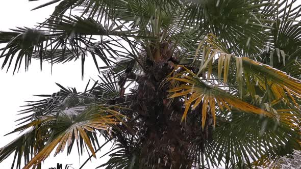Palm Tree In Snow Fall - I, Stock Footage | VideoHive