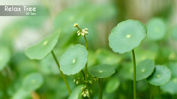 Relax Tree, Stock Footage | VideoHive