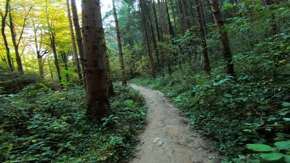 First person view of hiking down a wooded trail, Stock Footage | VideoHive