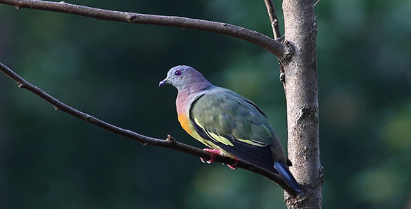 Pink Necked Green Pigeon 2, Stock Footage | VideoHive