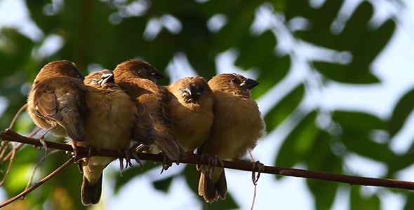 Sleepy Birds 1, Stock Footage | VideoHive