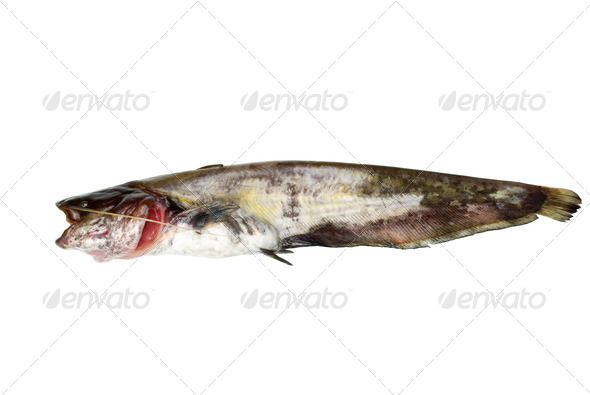 Fresh sheatfish Stock Photo by digitalr | PhotoDune