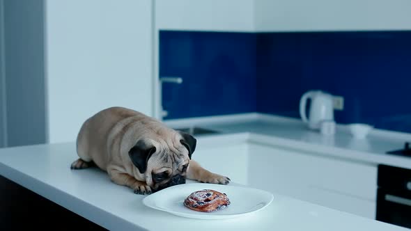 Young Pug with a Bun on the Kitchen, Stock Footage | VideoHive