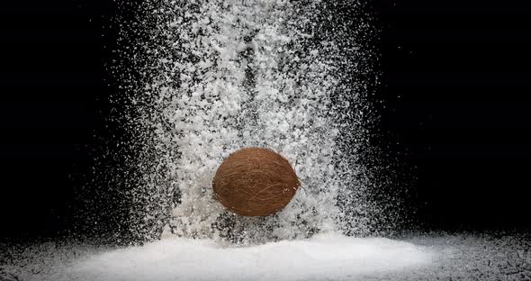 Coconut, cocos nucifera, Fruit and Powder Exploding against Black ...