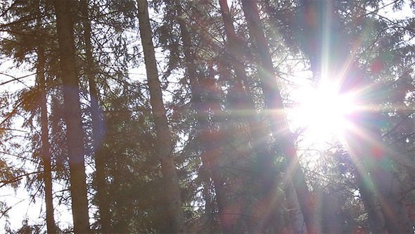 Dazzling Sunlight Through Pines, Stock Footage | VideoHive