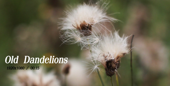 Old Dandelions, Stock Footage | VideoHive