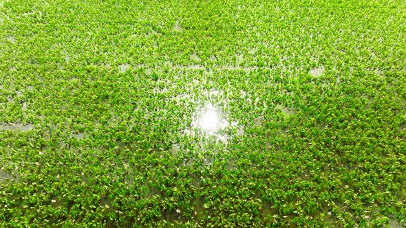 Drone Footage of Wet Green Field of Natural Wetlands in Bright Sunshine ...