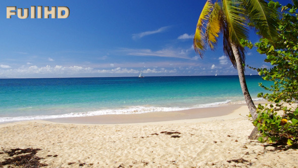 Caribbean Beach With Palm, Stock Footage | VideoHive