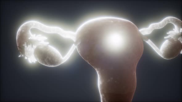 Female Reproductive System Anatomy, Motion Graphics | VideoHive