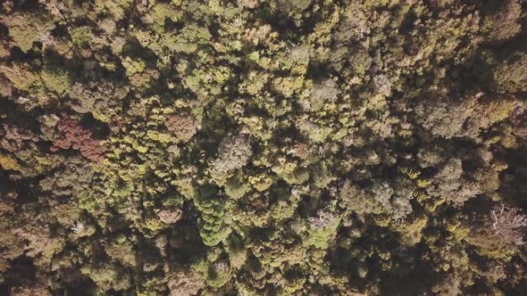Rainforest top-down aerial view, Stock Footage | VideoHive