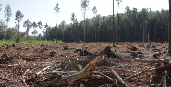 Panorama of Devastated Forest, Stock Footage | VideoHive
