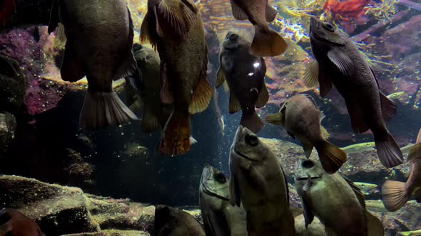 Jellyfish - Group of fish in a vertical position looking up. Fish at ...
