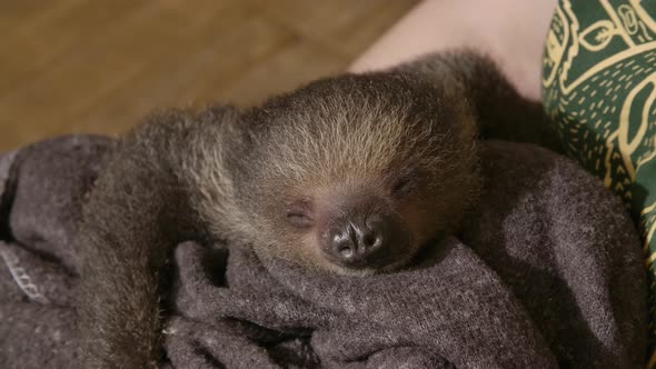 Adorable baby sloth yawning close up, Stock Footage | VideoHive