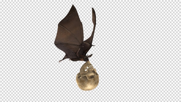 Bat with Skull - 4K Flying Loop - Side Angle, Motion Graphics | VideoHive