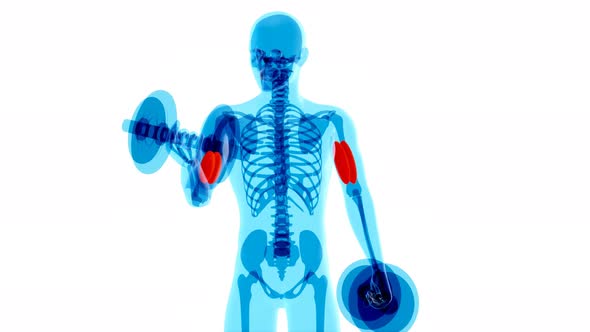 4K anatomy of a X-ray man doing Biceps Curls, Motion Graphics | VideoHive
