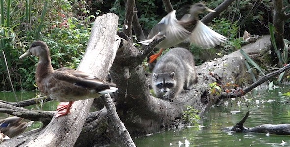 Lagoon Raccoon II, Stock Footage | VideoHive