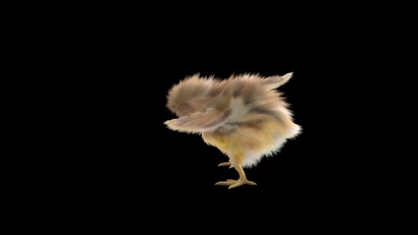 18 Baby Chicks Dancing HD, Motion Graphics | VideoHive
